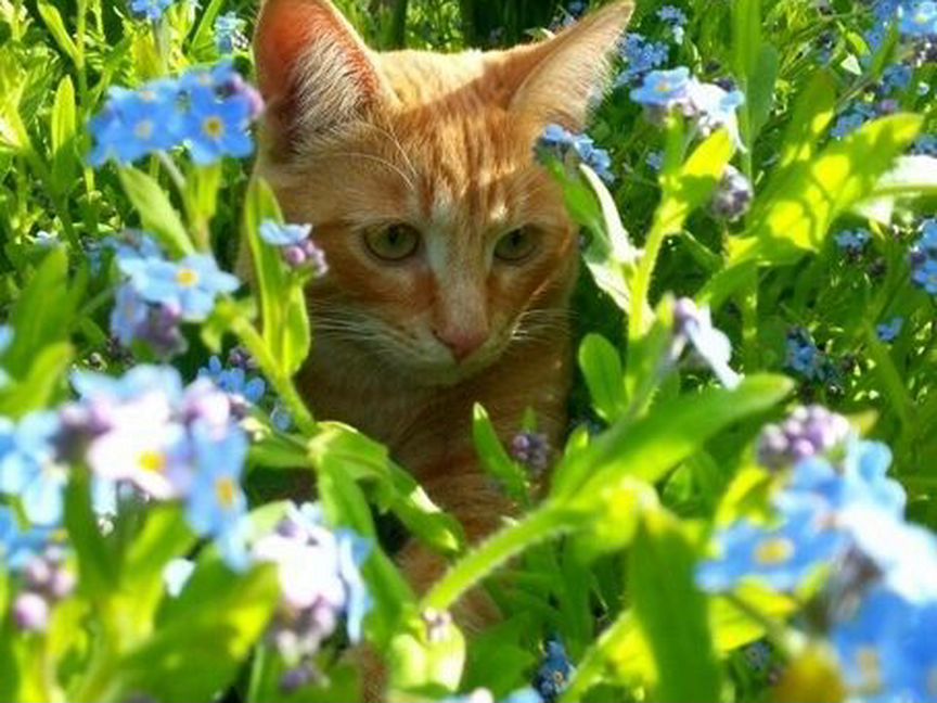 Отдаю котята бесплатно