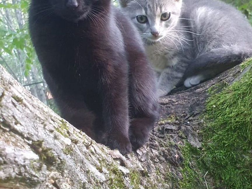 Котята в добрые руки