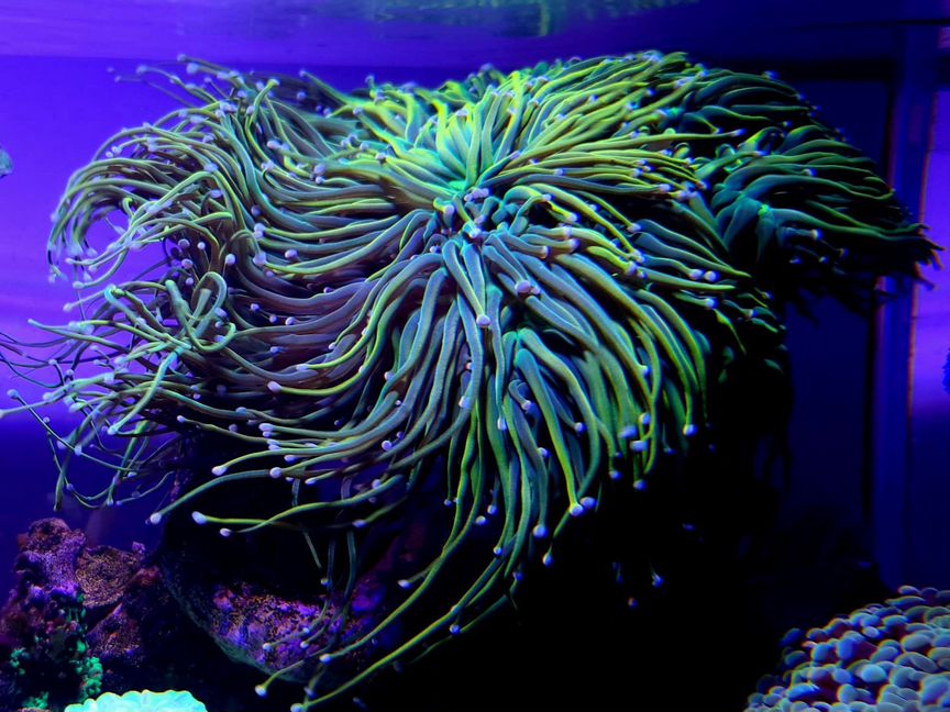 Кораллы для морского аквариума