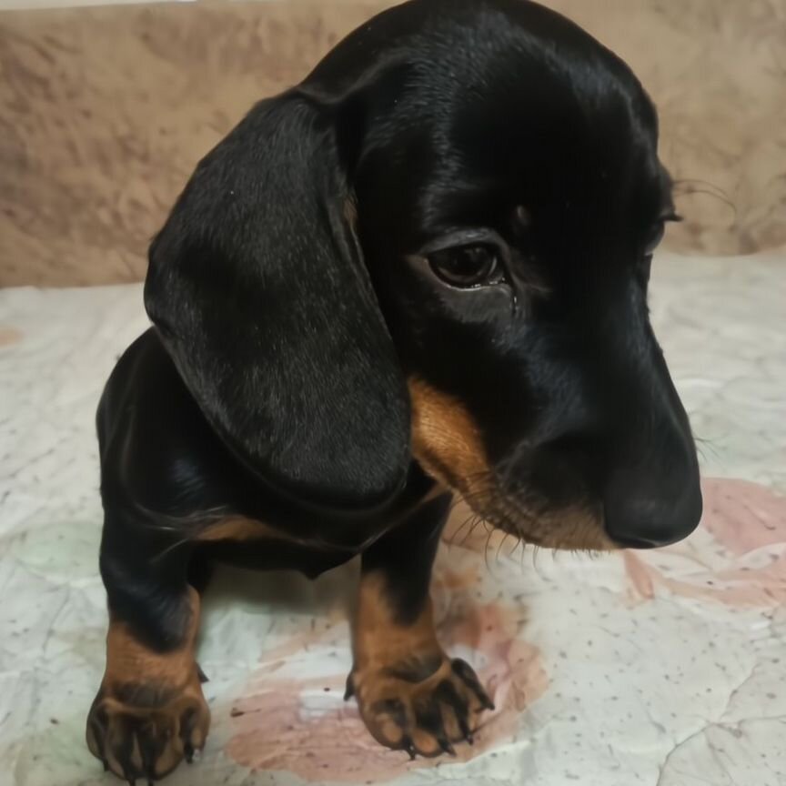 Такса, щенок