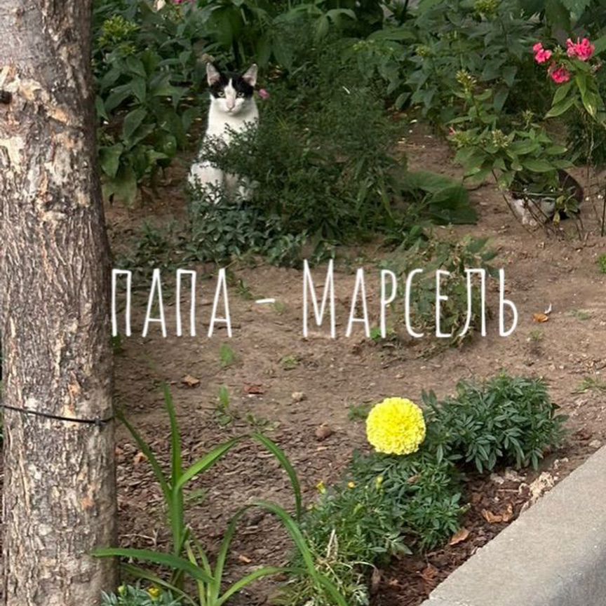В добрые руки котята и папа кот