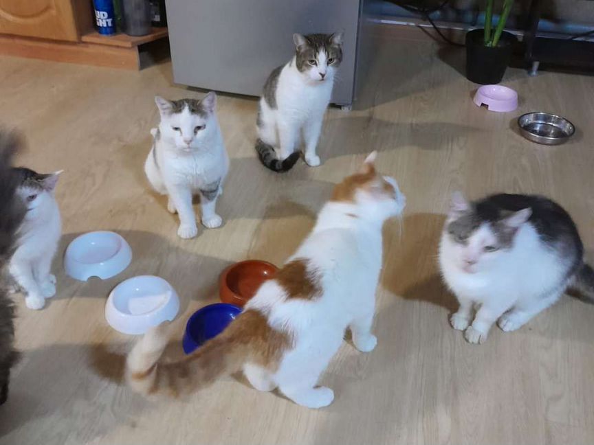 Котятки и кошечки с котиками хотят кушать, нет еды