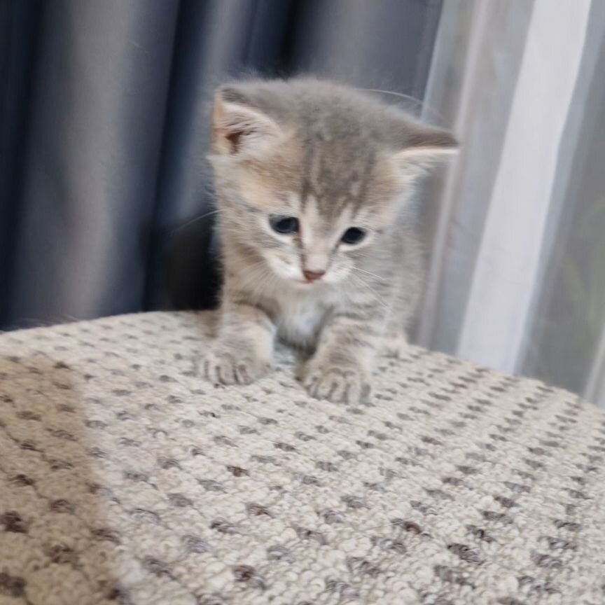 Шотландская вислоухая