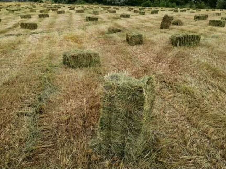 Сено в квадратных тюках люцерна, свежий укос