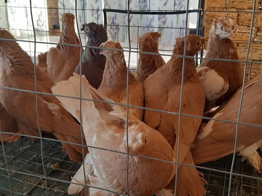 Голуби узбекские