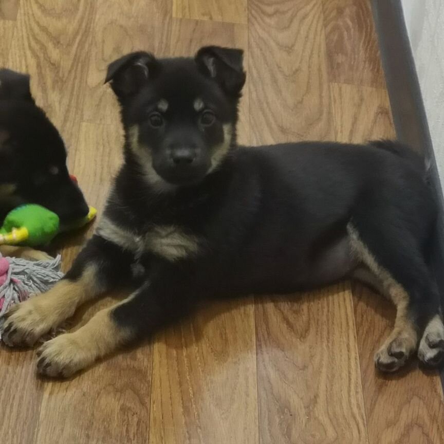 Щенок в добрые руки