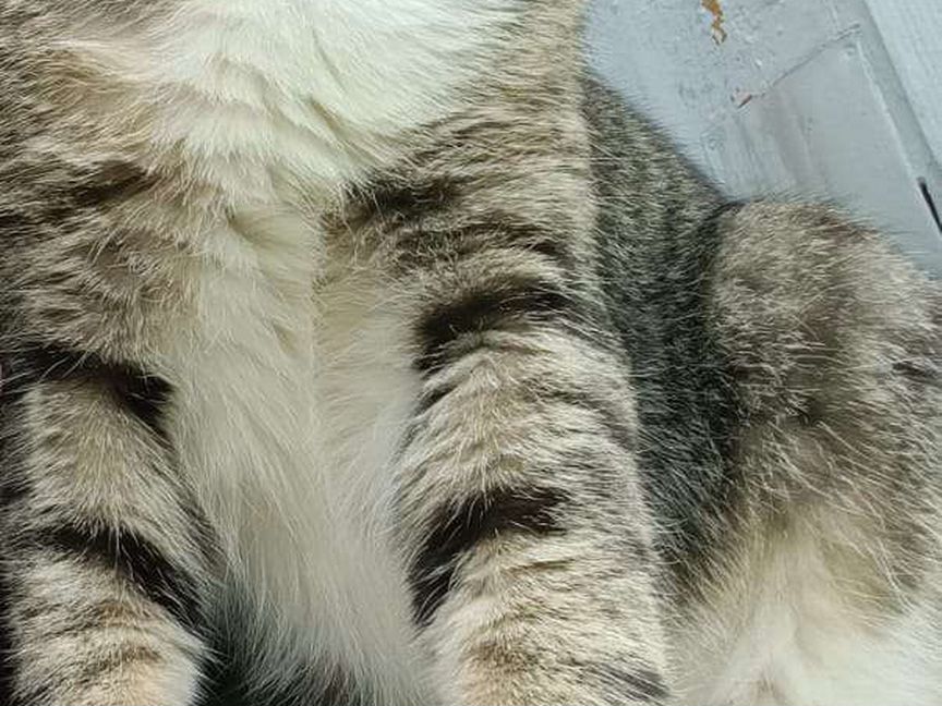 Кошка в дар