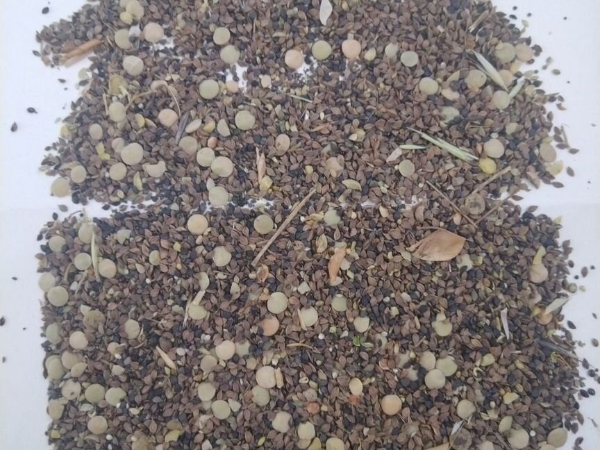 Отходы чечевицы