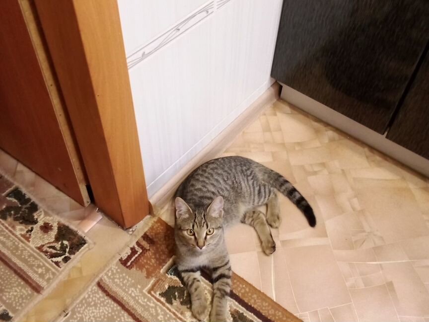 Отдам котенка в добрые руки