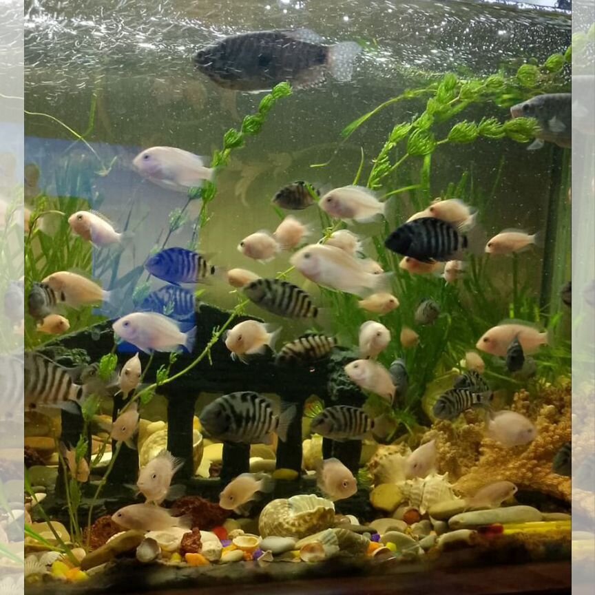 Рыбки аквариумные Розовый фламинго