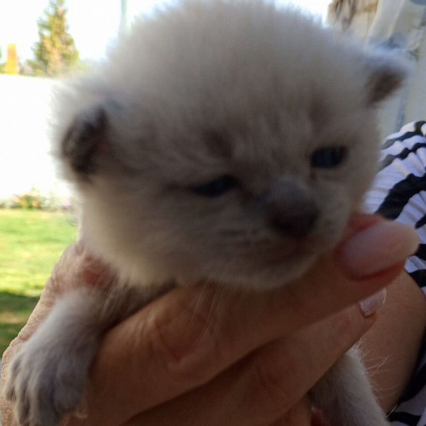 Сиамская кошка, Британские