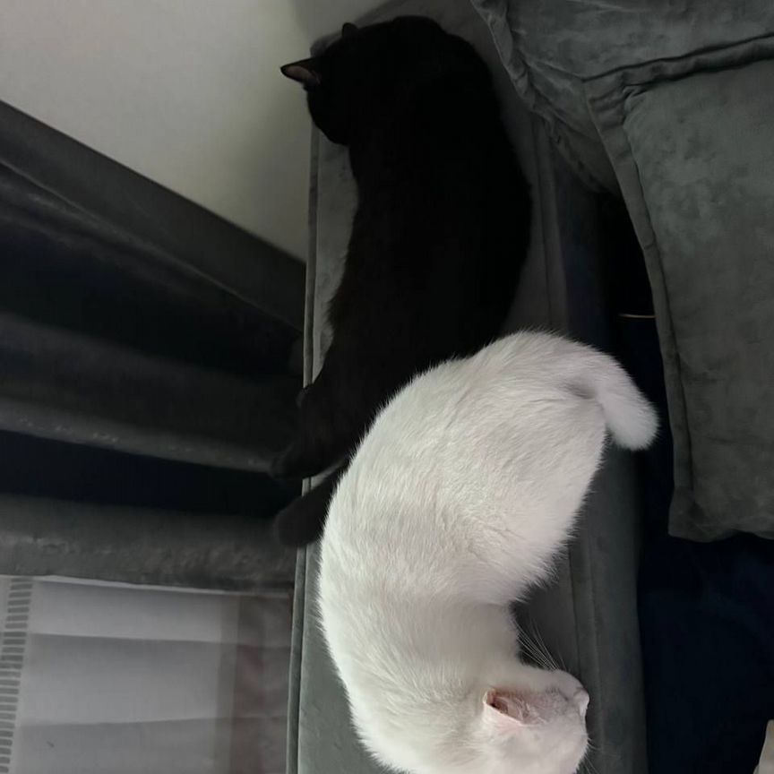 Котёнок Белоснежный мальчик