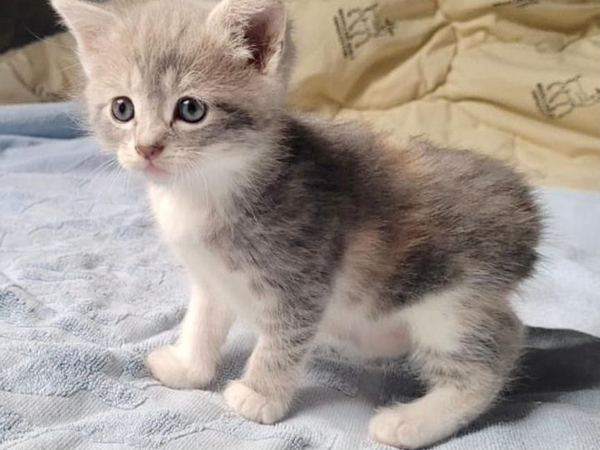 Котенок в добрые руки