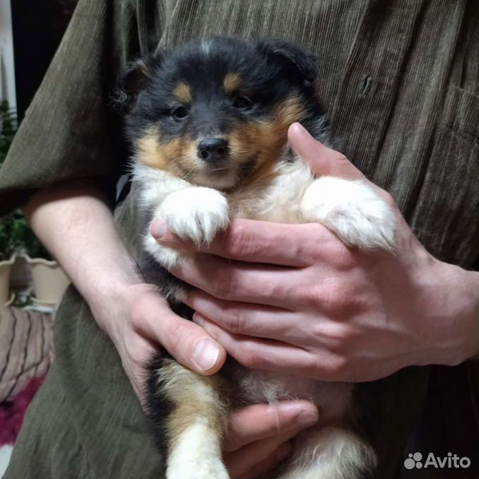 Чистокровная малышка шелти