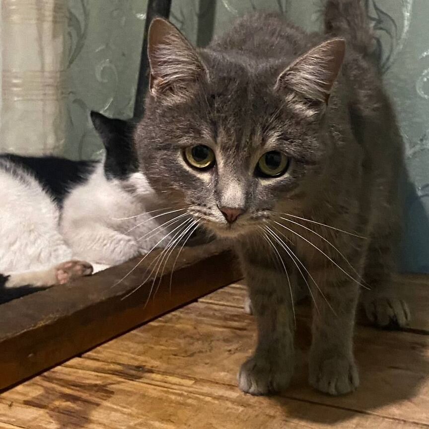 Кот