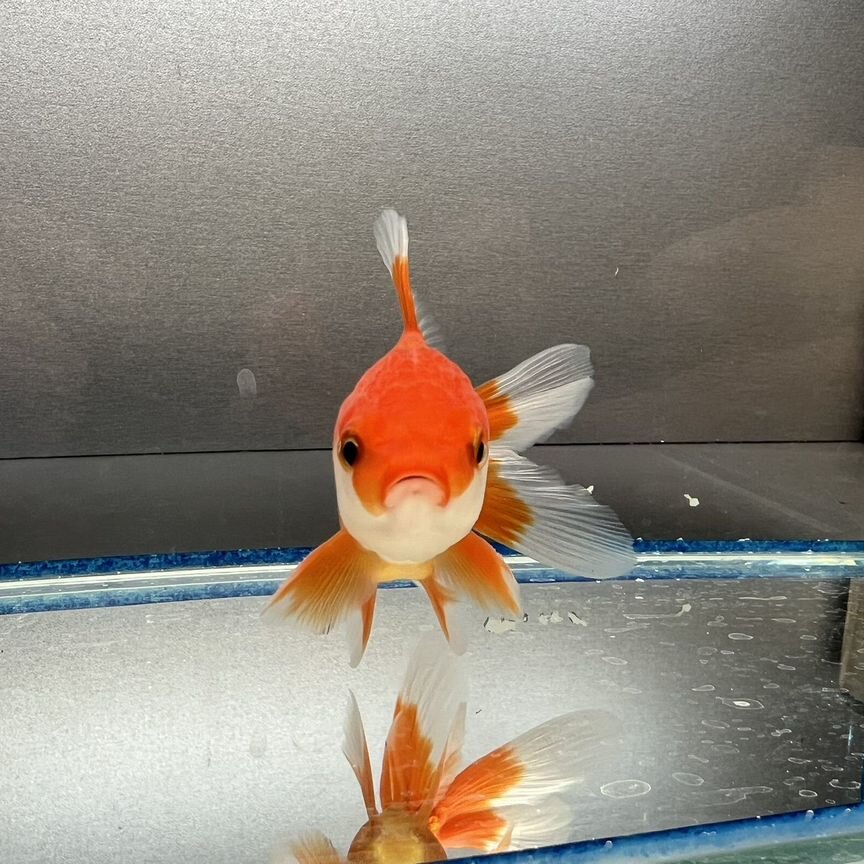 Золотая рыбка