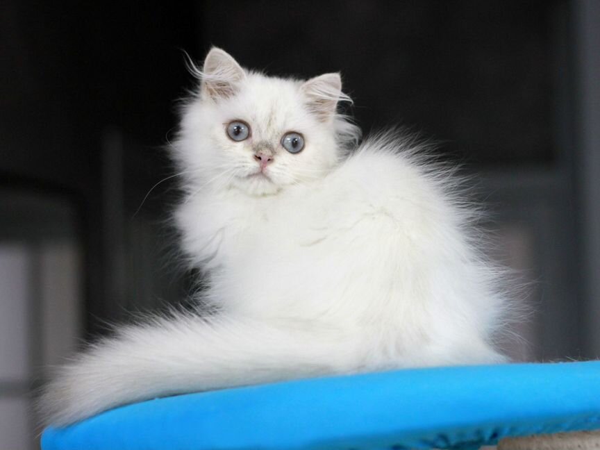 Британский длинношерстный котенок