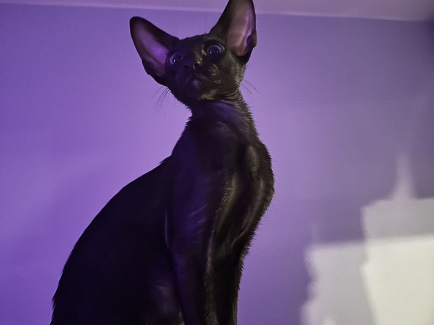 Ориентальные котята