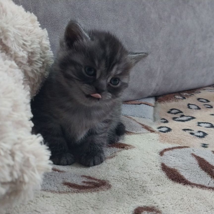 Шотландская вислоухая кошка