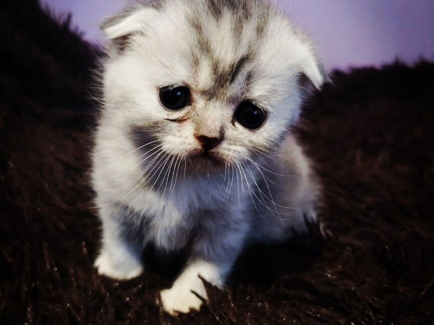 Шотландская вислоухая