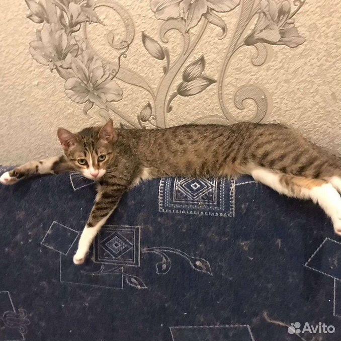 Кошечка 1 год ищет добрые руки (Луша)