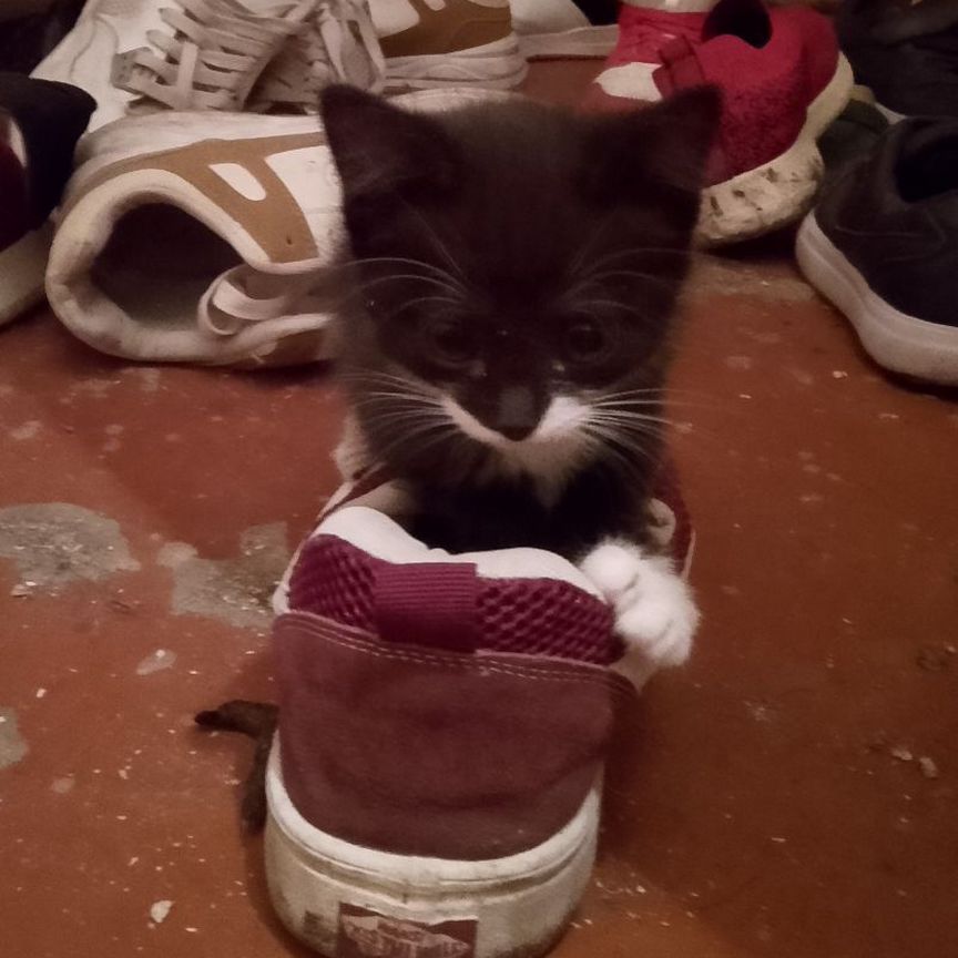 Отдам котят в добрые руки