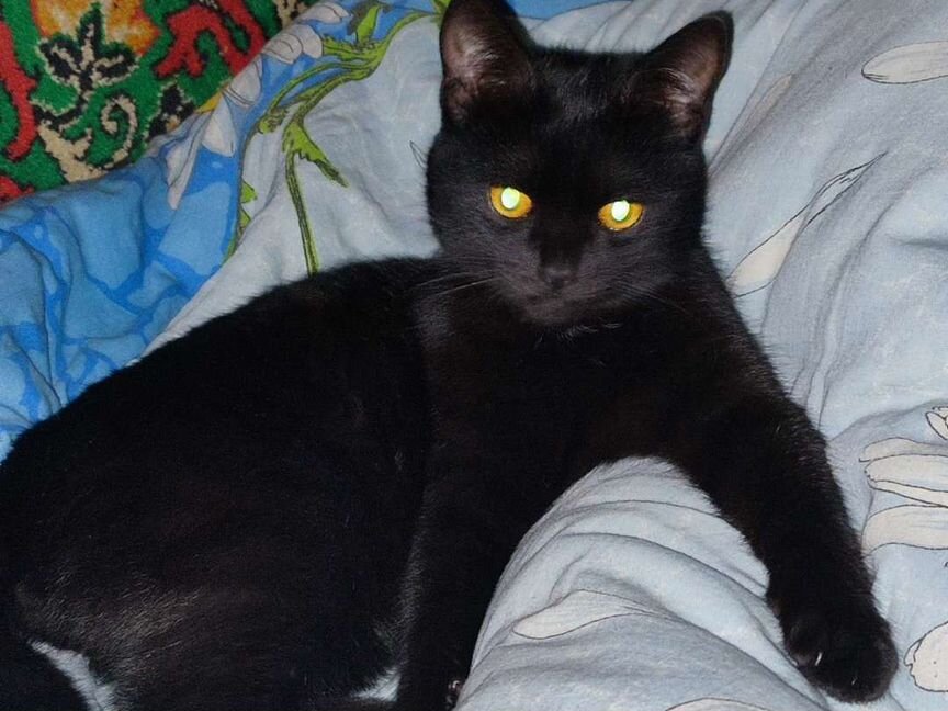 Кот