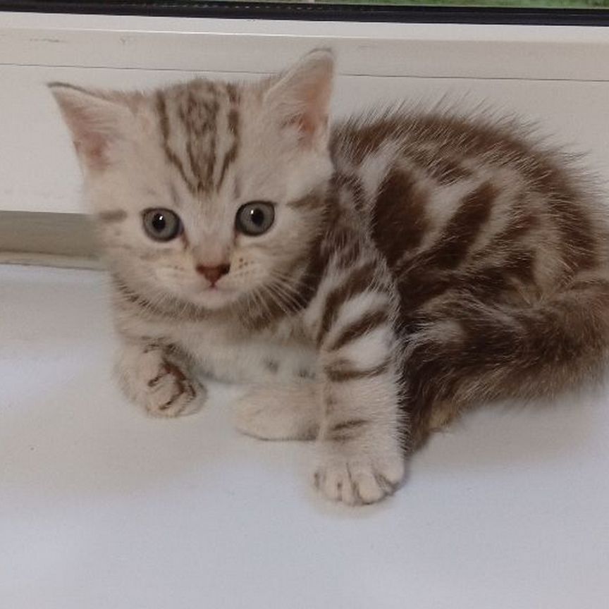 Шотландский вислоухий короткошёрстный котёнок