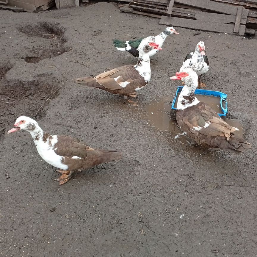 Семья индоуток:3 утки и селезень