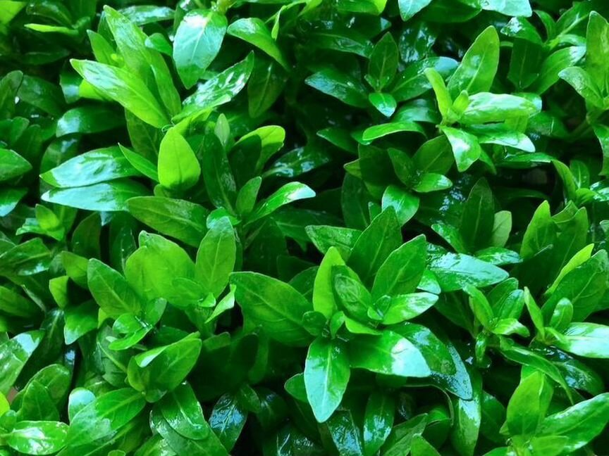 Стаурогин репенс