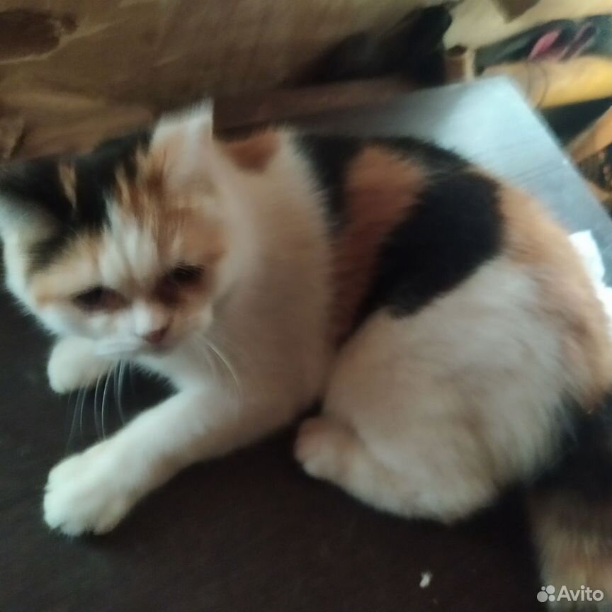 Шотландская девочка, подросток