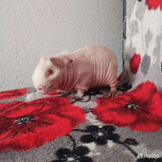 Лысая морская свинка