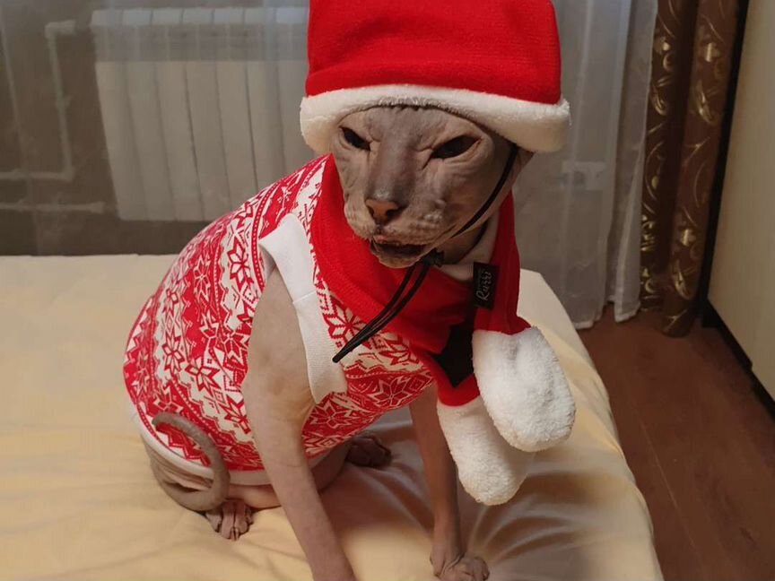 Кофта для сфинкса