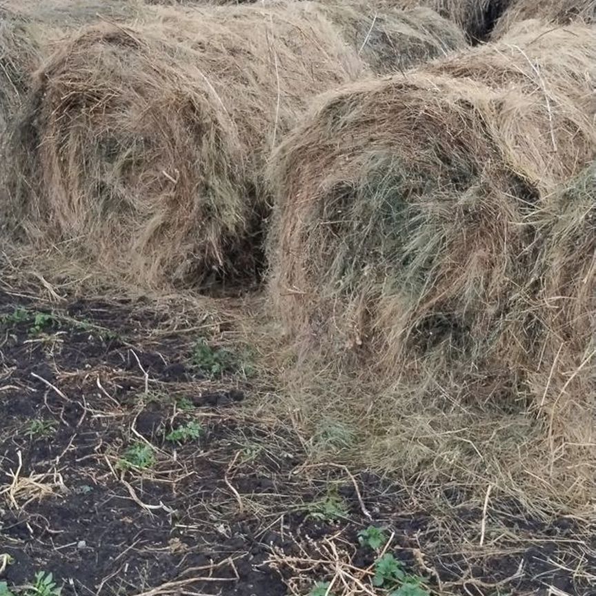 Сено в рулонах