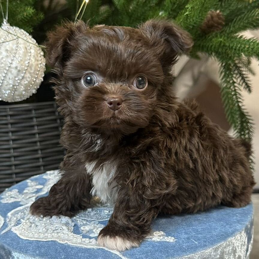 Мальтипу шоколадные щенки