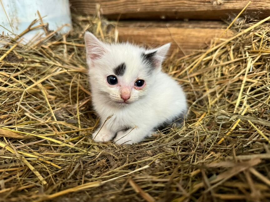 Белый котенок девочка в хорошие руки