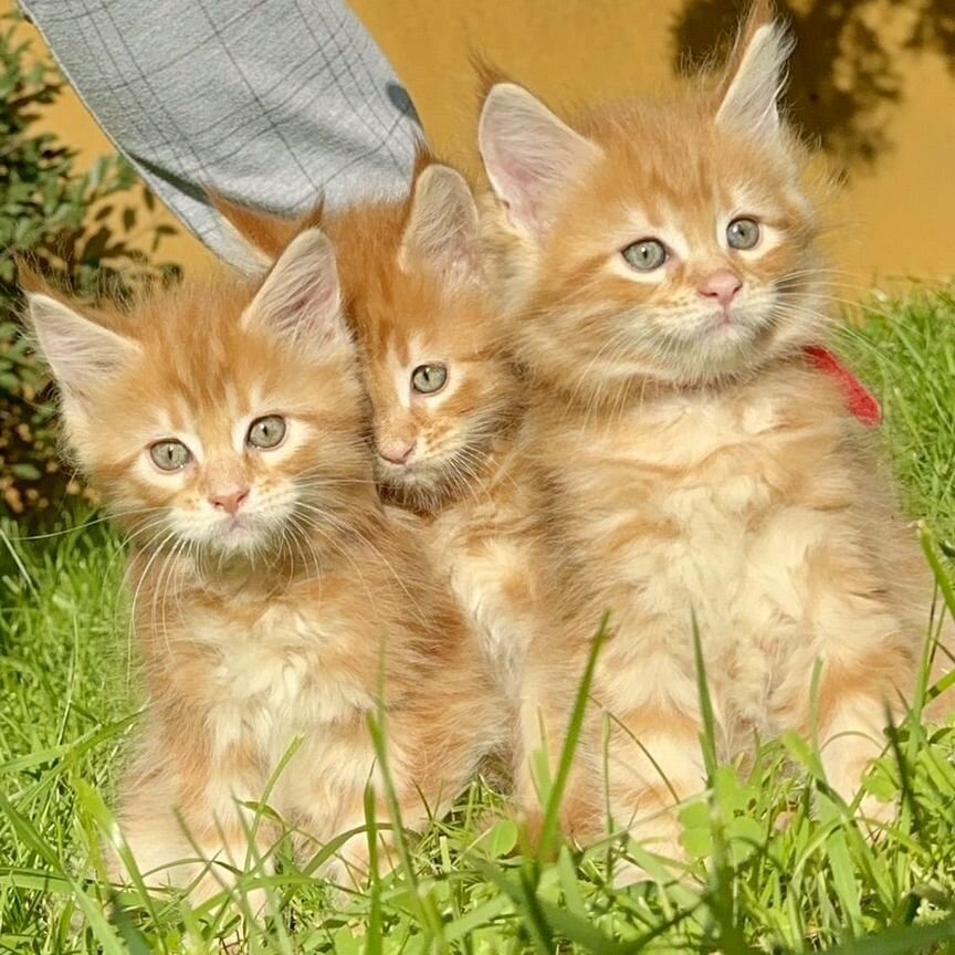 Котята мейн-кун