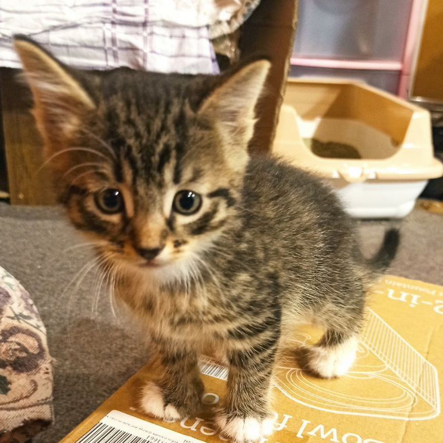 Котята в добрые руки