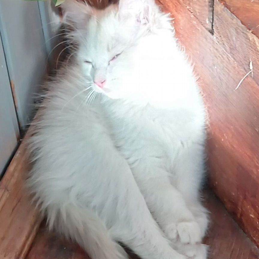 Котёнок породы Рэддол