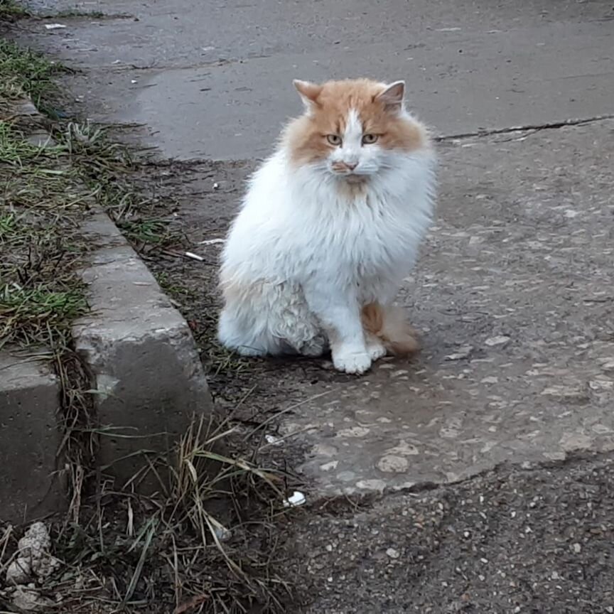 Кот в добрые руки