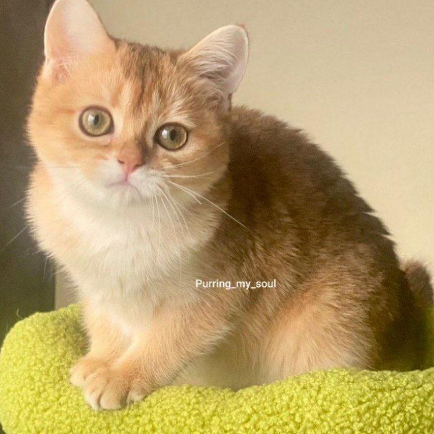 Британский короткошёрстный котёнок