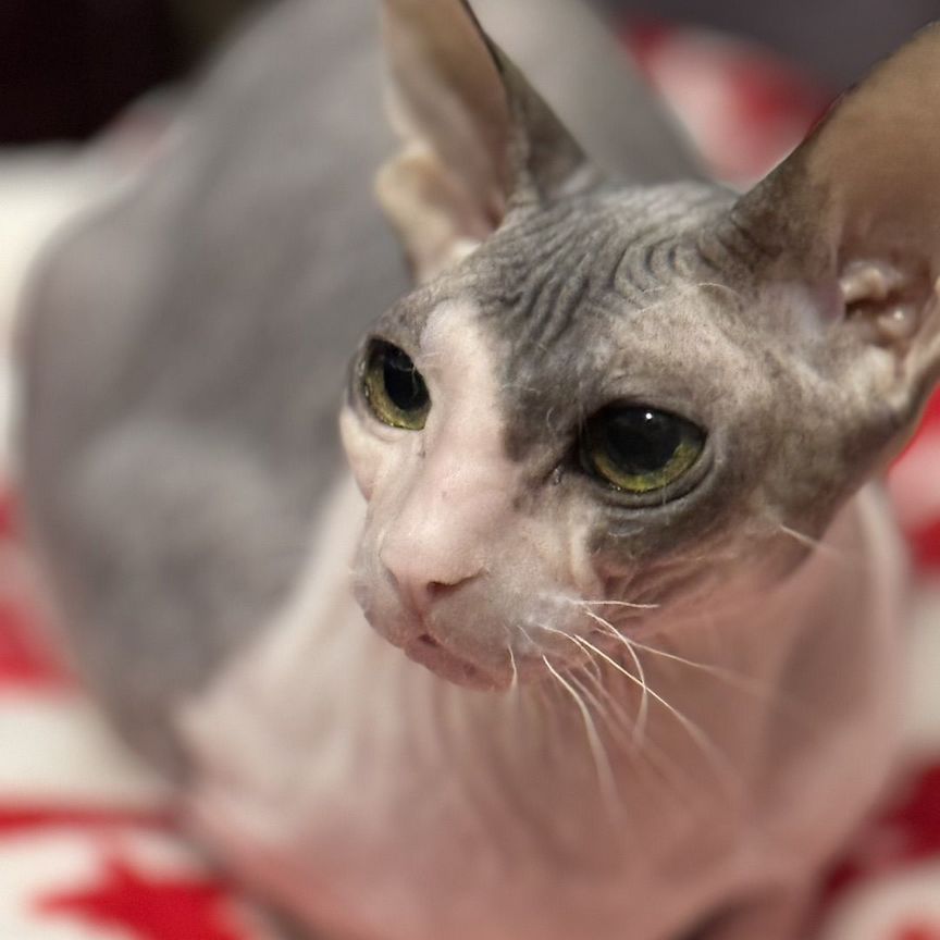 Канадский сфинкс кошка