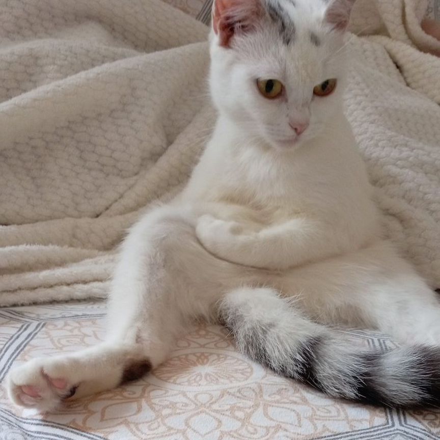 Котенок