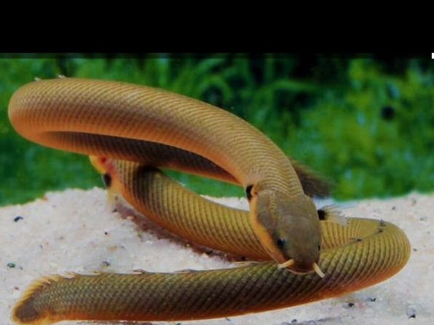 Каламаихт Калабарский