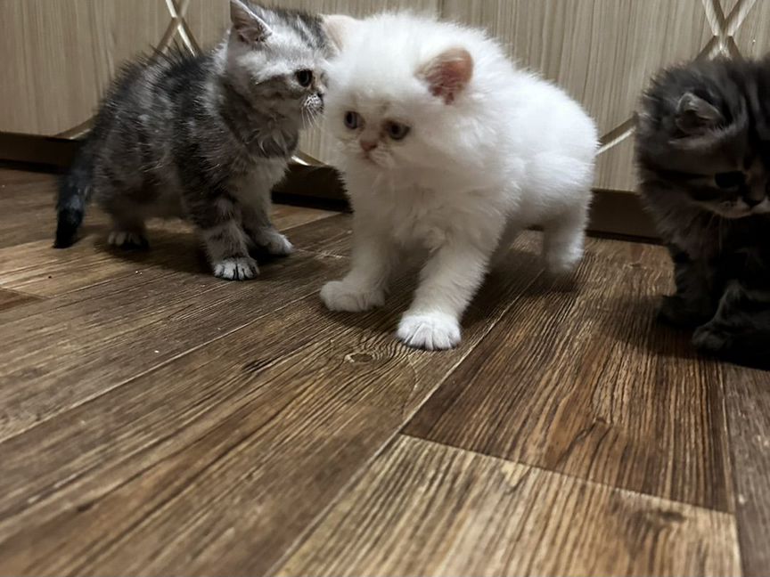 Экзотические котята