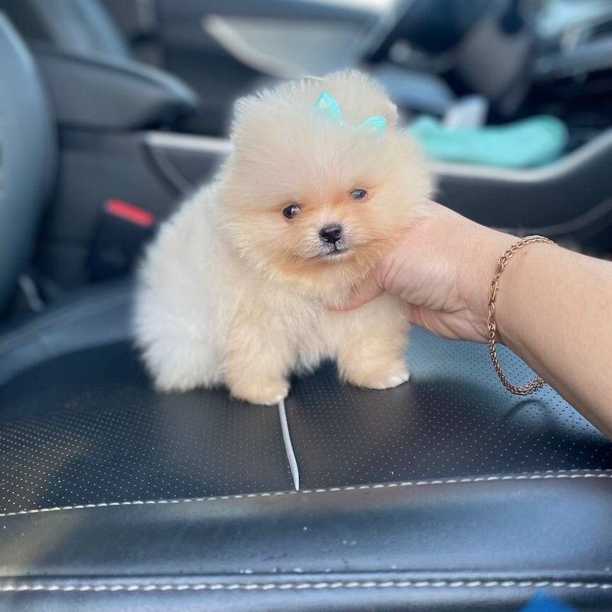 Померанский шпиц, щенок