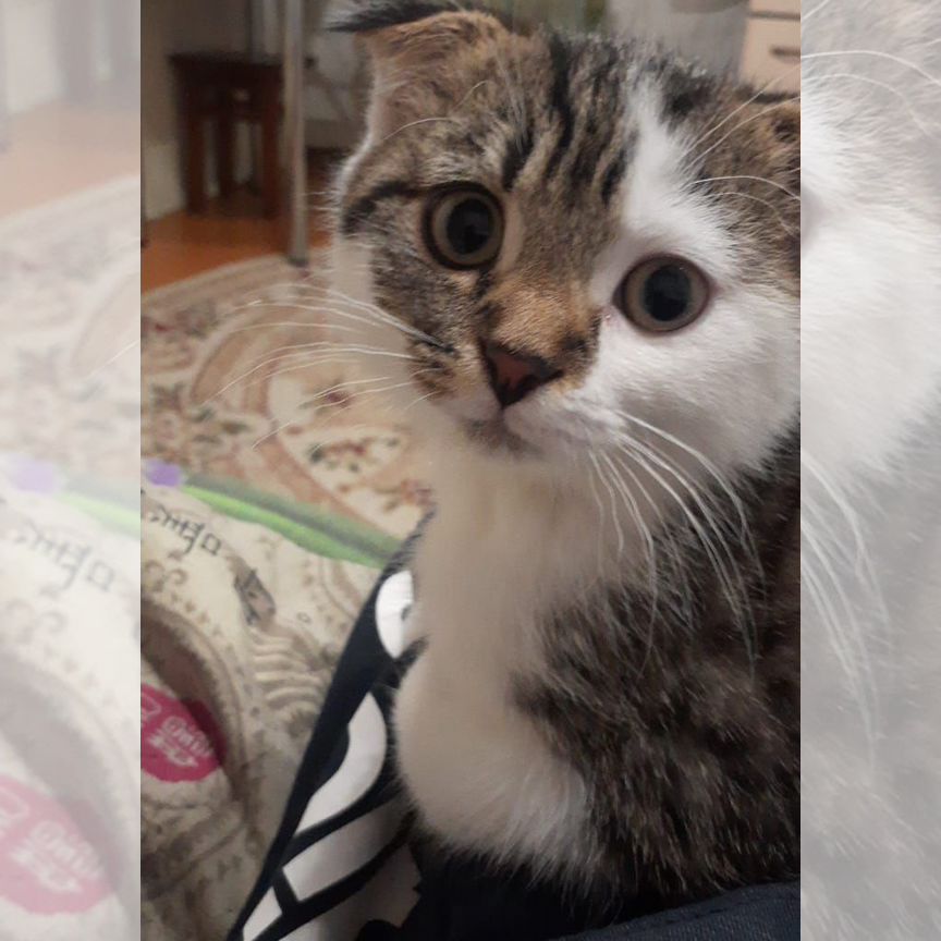 Шотландский вислоухий короткошёрстный котёнок