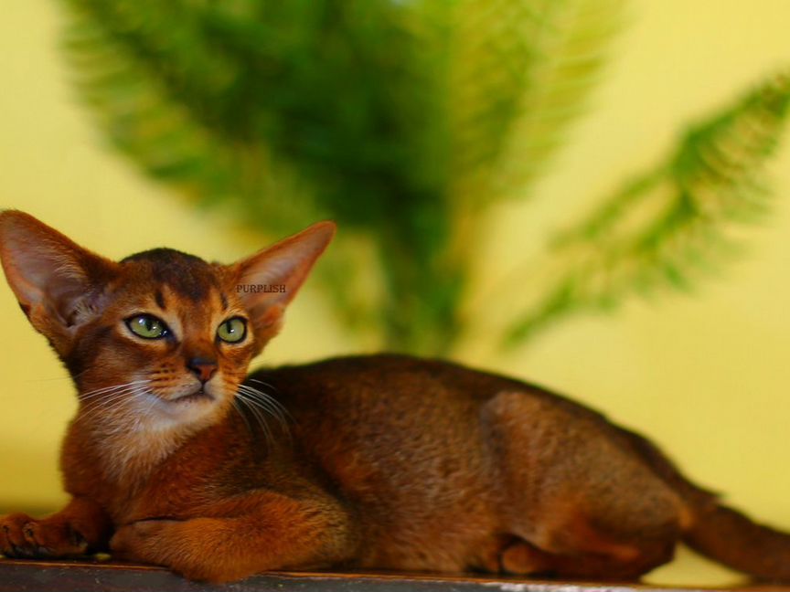 Абиссинские котята со знаком качества