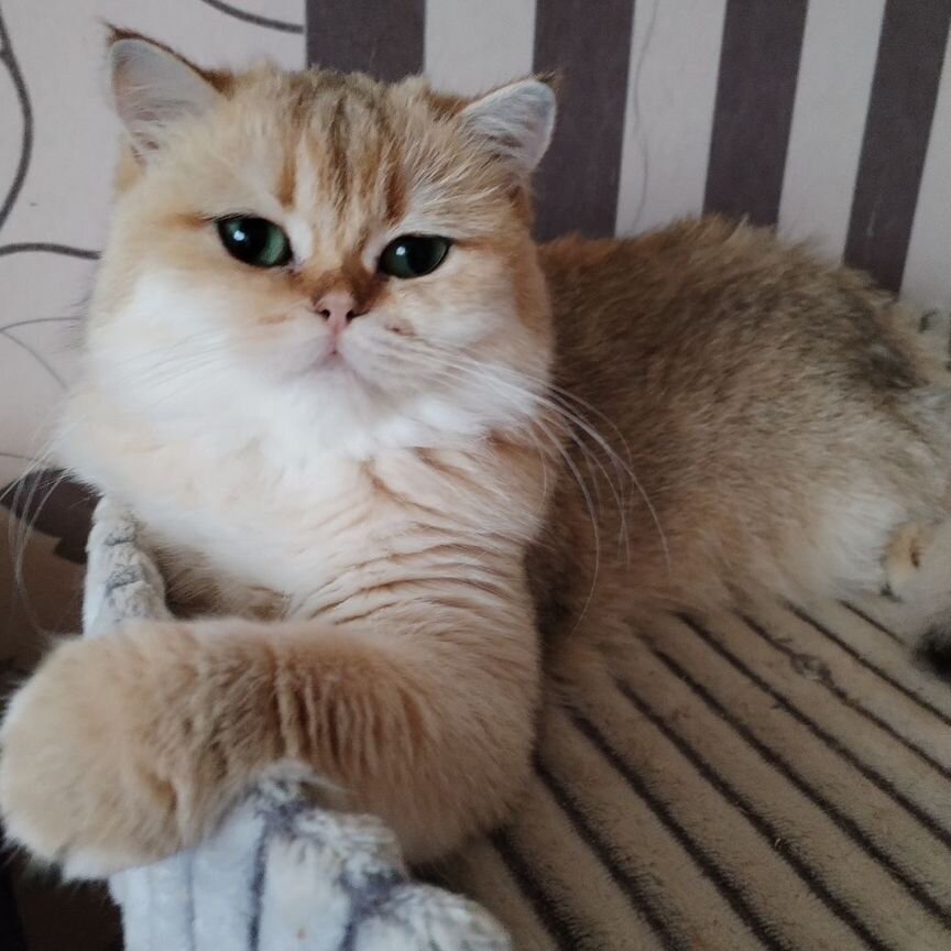 Британская короткошёрстная, взрослая кошка