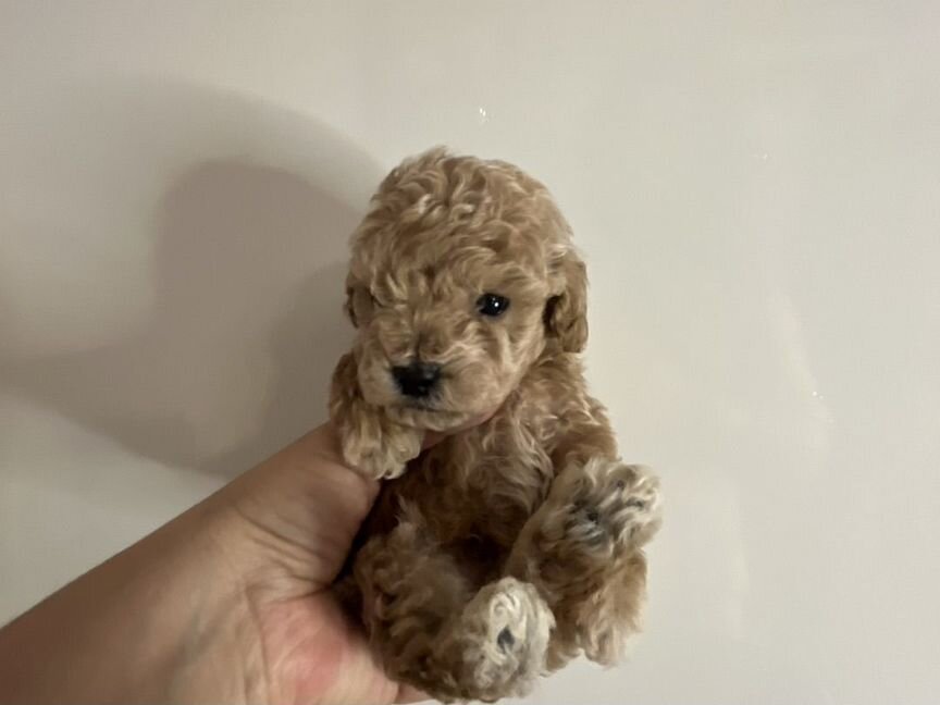 Игрушечный карамельный пудель